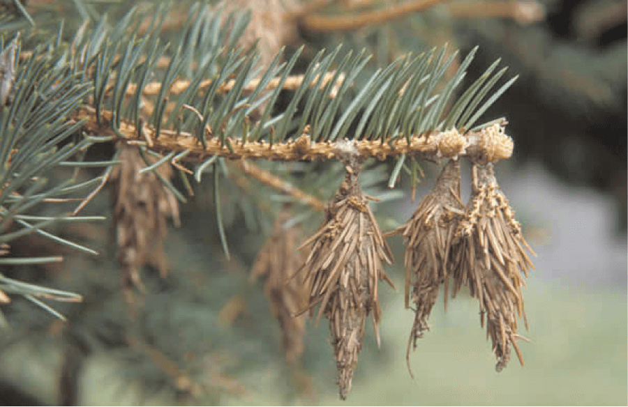 Bagworms - Destructive Tree Pests Coming This Summer