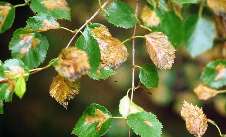 Birch Leafminer - The Most Common Insect Pests Affecting Birch Trees