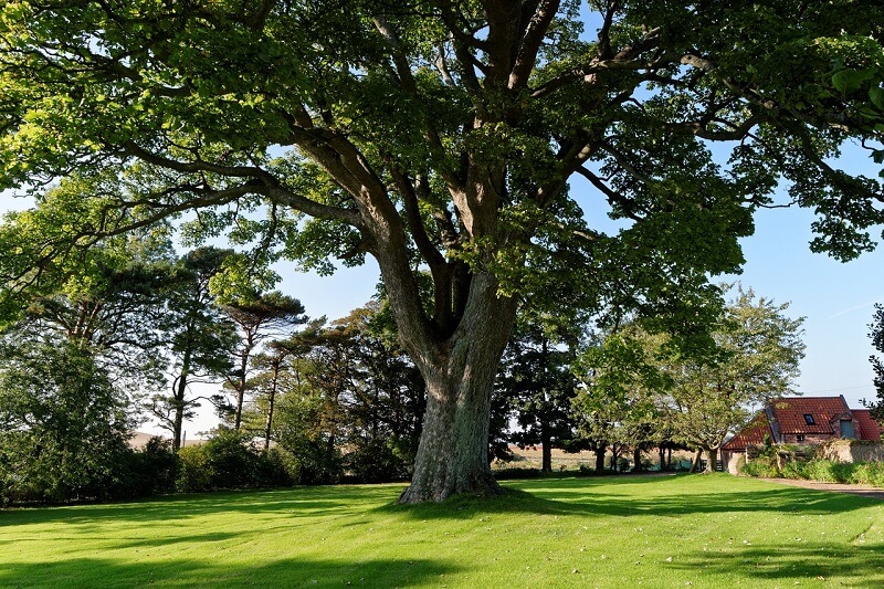 Why Your Tree Care Professional Should Be Insured | Stein Tree