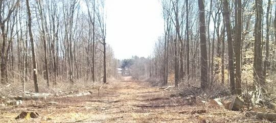 Why Is Right of Way Clearing Important? | Stein Tree Service