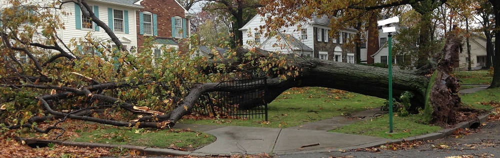 Prepare for Winter Tree Damage and Storm Clean Up | Stein Tree