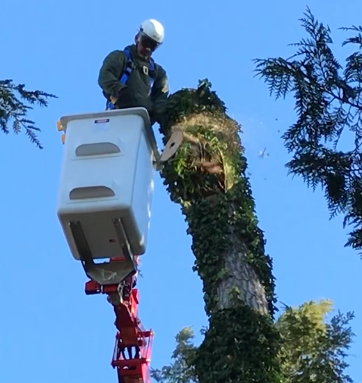 Professional Tree Removal Services in Delaware & Pennsylvania