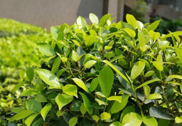 What Is A Windbreak, And How You Can Plant One | Stein Tree Service