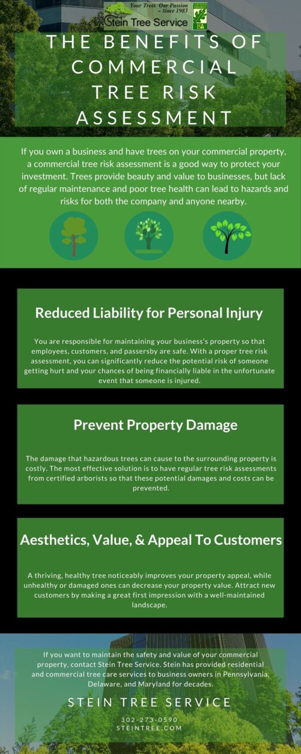 Commercial Tree Risk Assessment and What Are the Benefits?