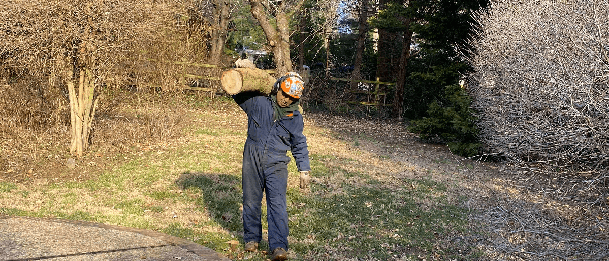 Benefits of Tree Removal in Fairfax Delaware | Stein Tree Service